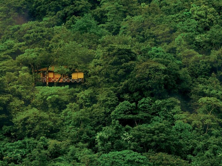 Top Best 5 Wayanad Kerala Tree House Resort | Kerala Treehouse